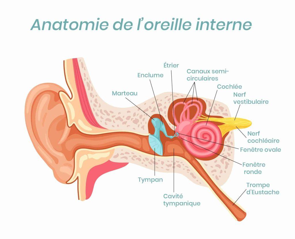 Oreille interne: anatomie, fonctions et pathologies