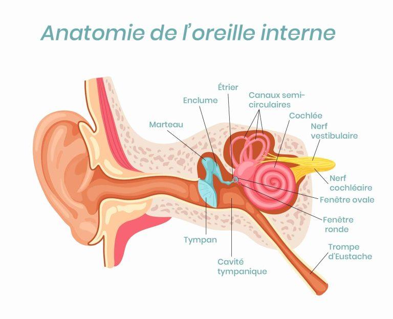 Oreille interne: anatomie, fonctions et pathologies