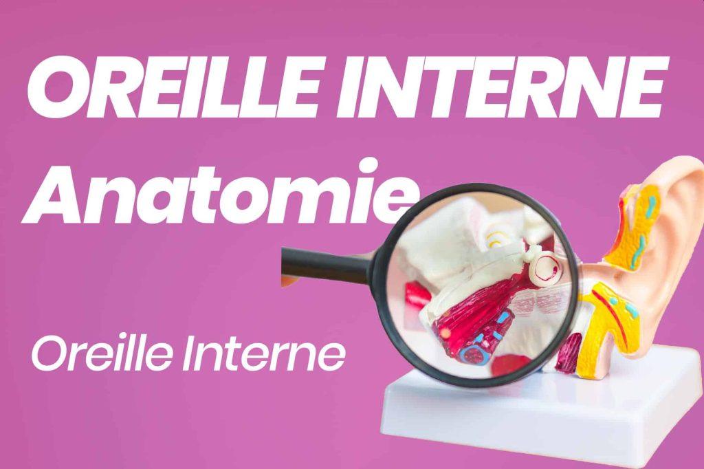 Oreille interne: anatomie, fonctions et pathologies
