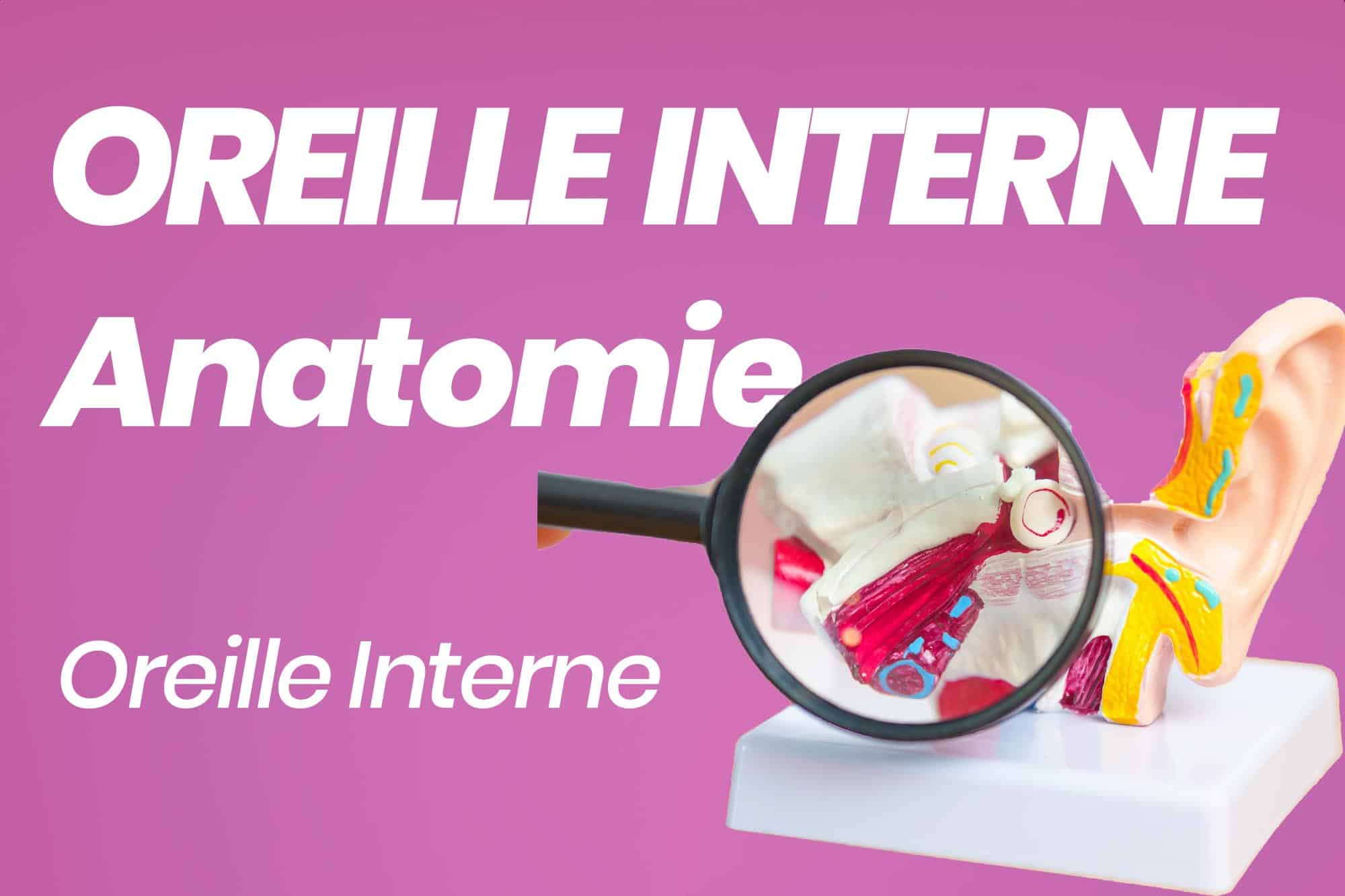 Oreille interne: anatomie, fonctions et pathologies