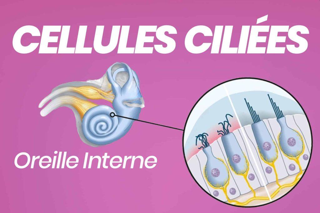Les cellules ciliées de l'oreille : de leur définition à leur impact ...