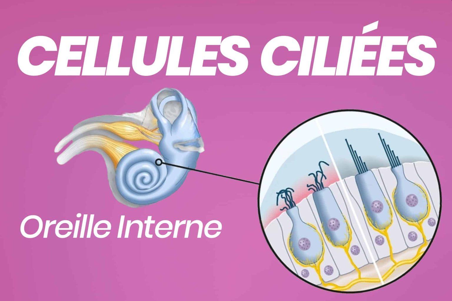 Les cellules ciliées de l'oreille : de leur définition à leur impact ...