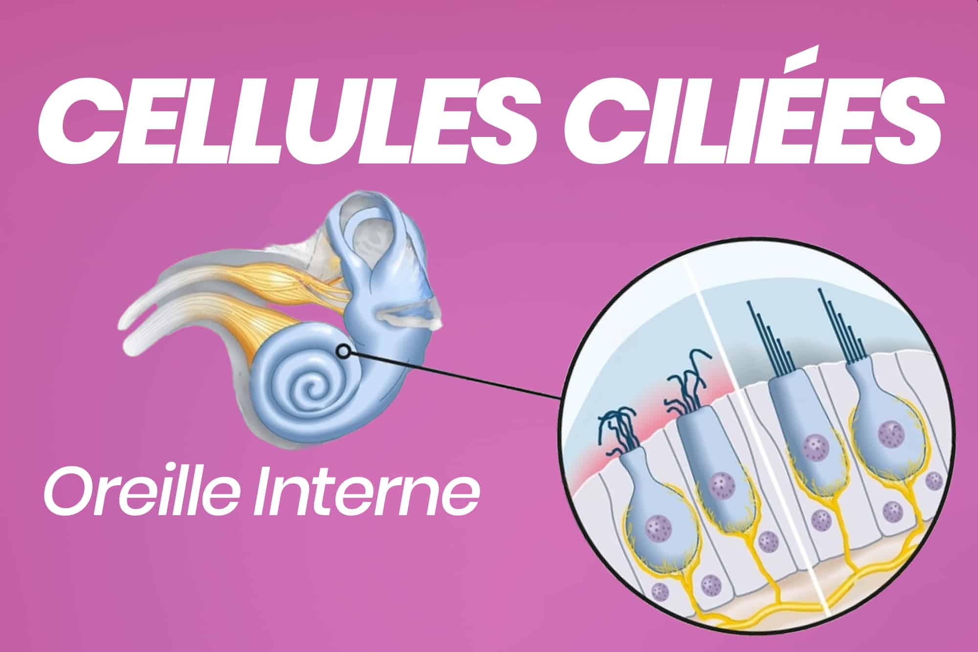 Les cellules ciliées de l'oreille : de leur définition à leur impact ...