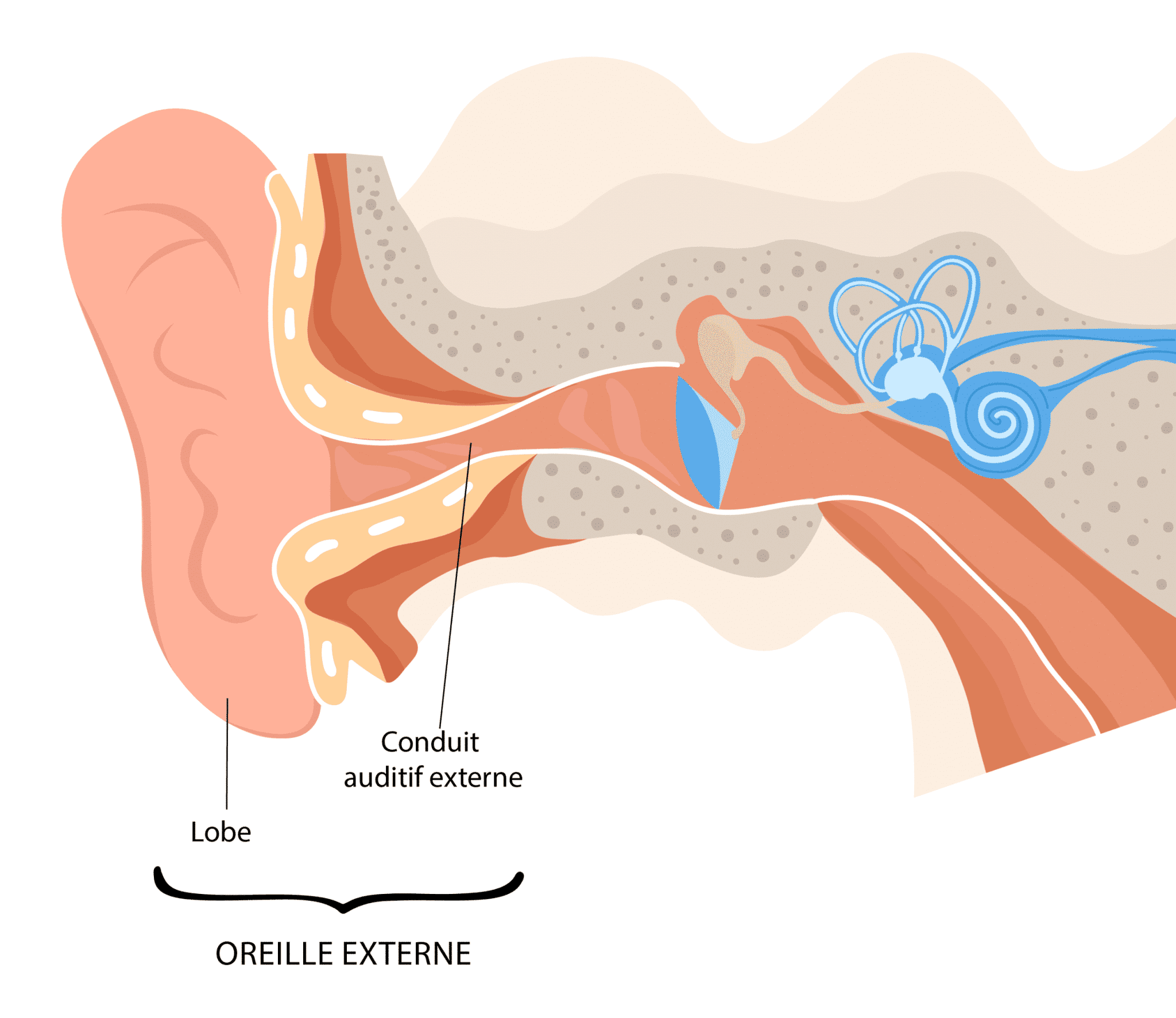 Exploration du conduit auditif externe : anatomie, pathologies et ...