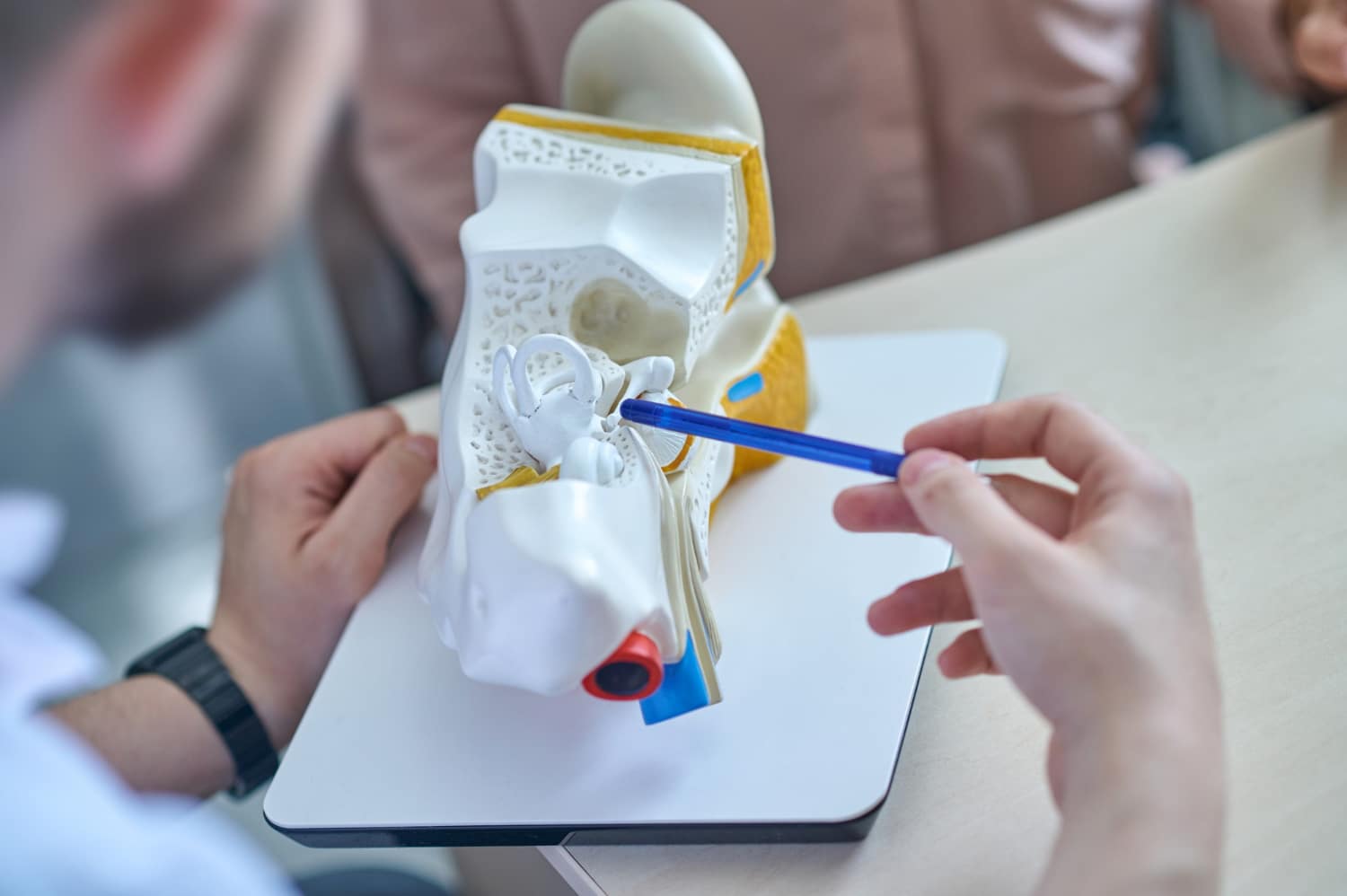 Le Tympan : son anatomie et son fonctionnement