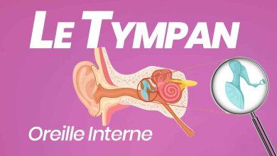Oreille interne | Guide Auditif