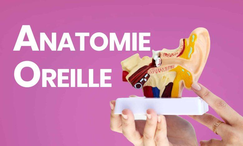 Comprendre l'anatomie de l'oreille et le fonctionnement du système auditif